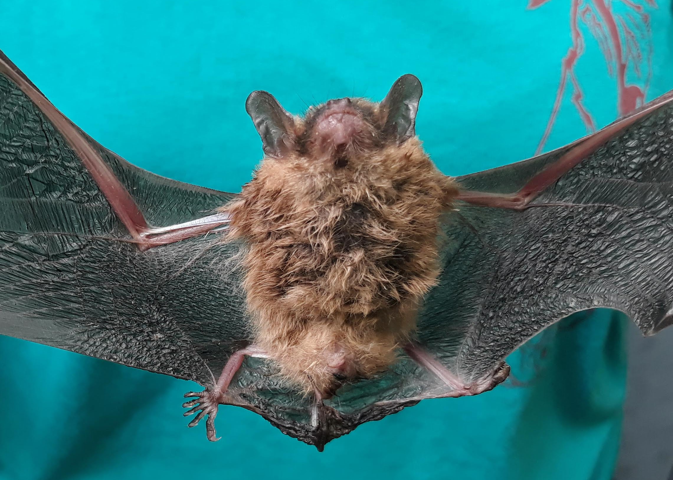 Bat Project - Friends of Nockamixon State Park